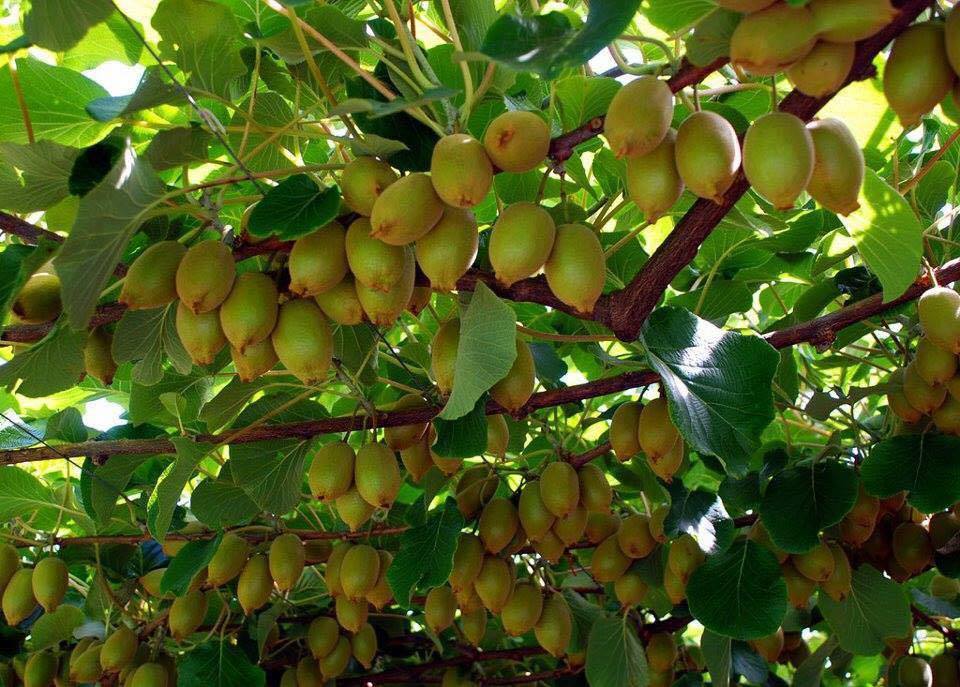 SEGER! Foto Kebun Buah-Buahan | unik lucu keren dan hebat