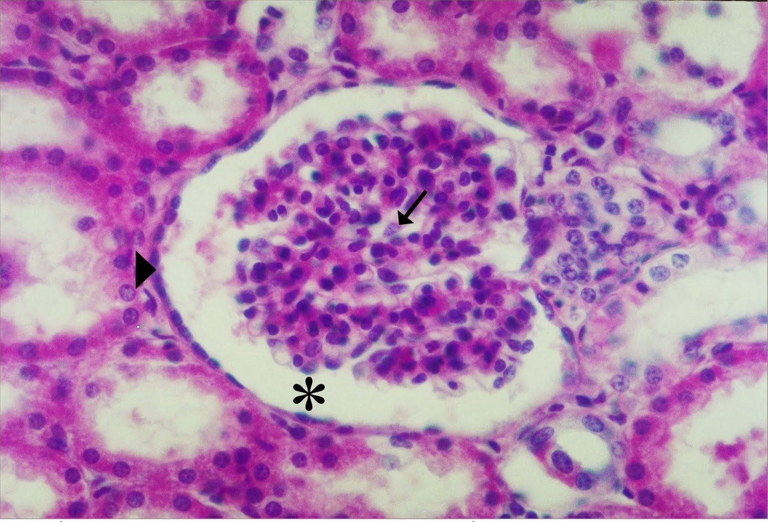 Histologia: Sistema Urinário