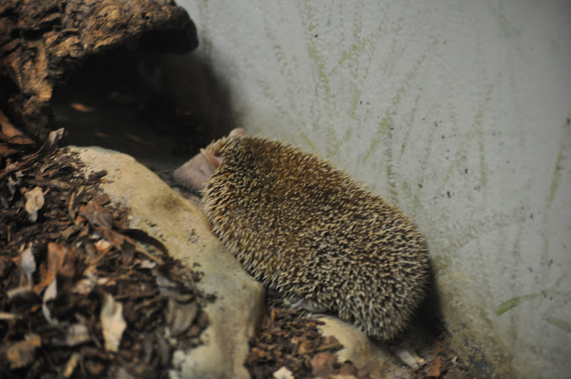 ZOOTOGRAFIANDO (6.100 ANIMALS): TENREC ESPINOSO / LESSER HEDGEHOG ...