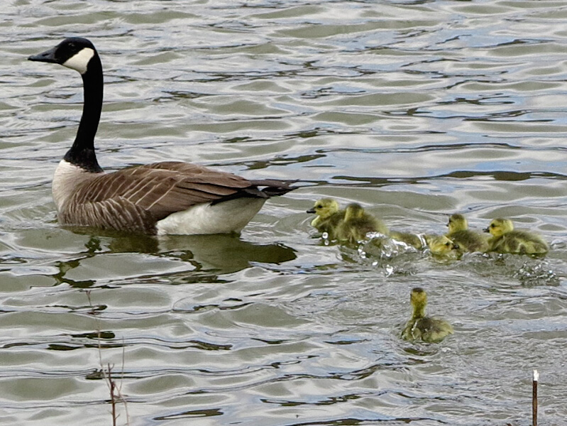 The Joyce Road Neighborhood: Baby Geese