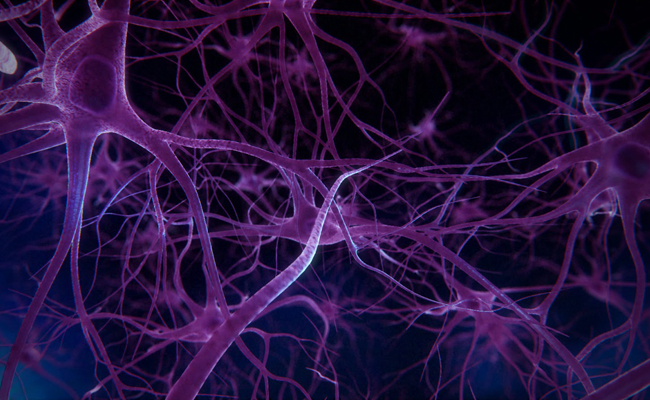 Sistem Saraf, Pengertian dan Bagian-bagiannya