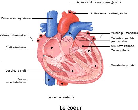 L’APPAREIL CARDIO-VASCULAIRE ~ COURS de la pharmacie