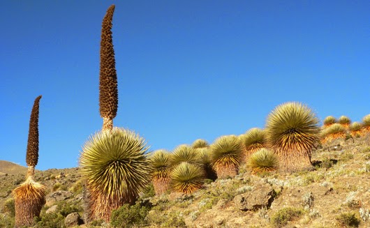 The Changing Ancash Landscape: Discussion