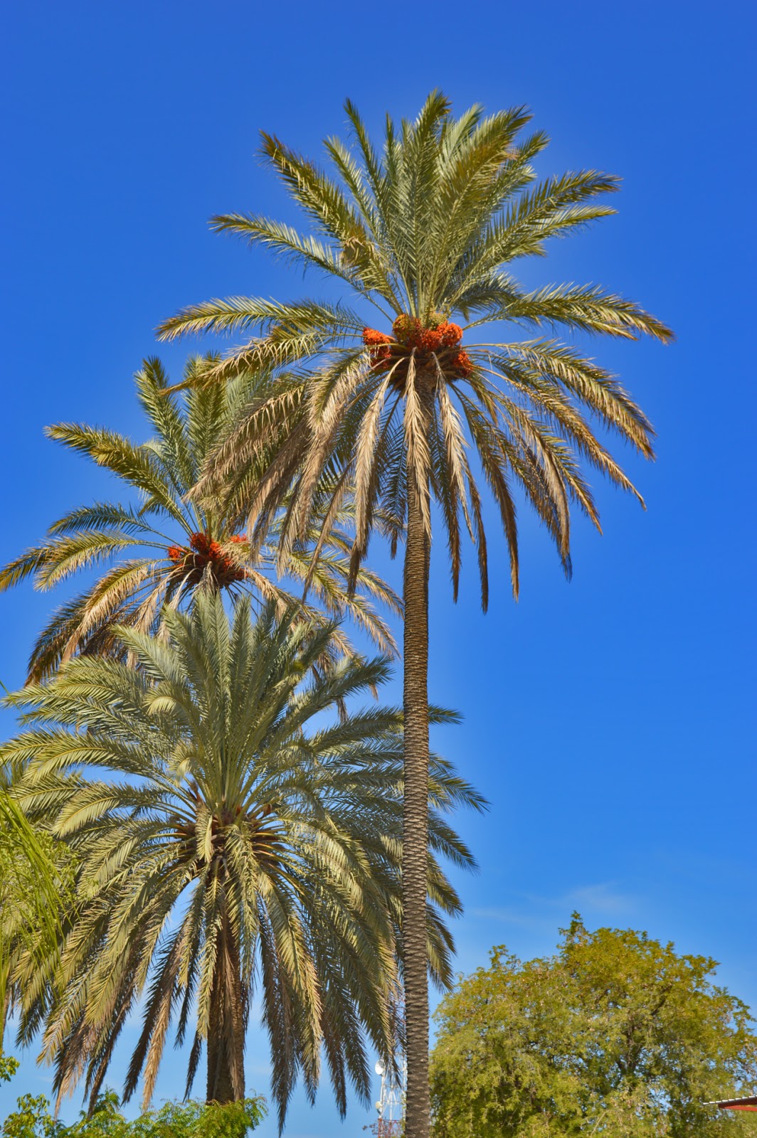 Tabernaculo Prensa de Dios: CRECIENDO COMO LAS PALMERAS