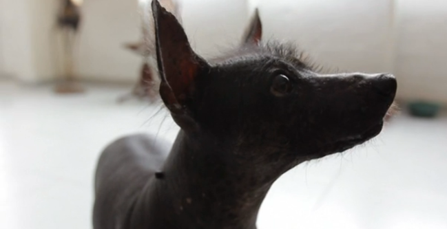 Todos Santos en Naolinco: Origen Prehispánico