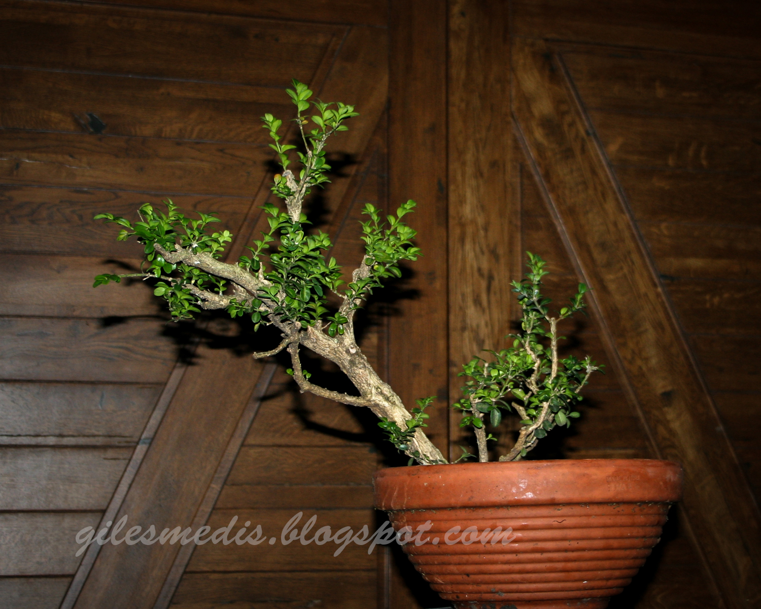 Gilės medis: Buksmedžiai vazonuose (pradžia)