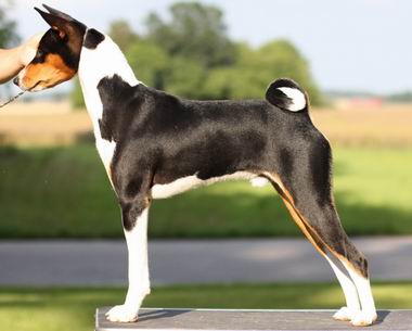 Dog Colours and Their Genes: What is Colour? (Explaining Melanin)