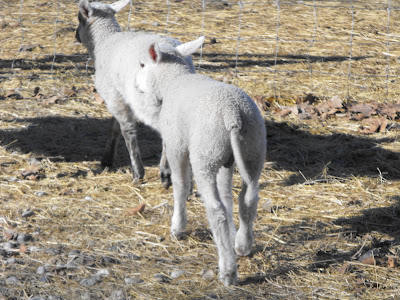 Simply Sowing: How to Dock Lamb's Tails - in two shakes of a lamb's tail.