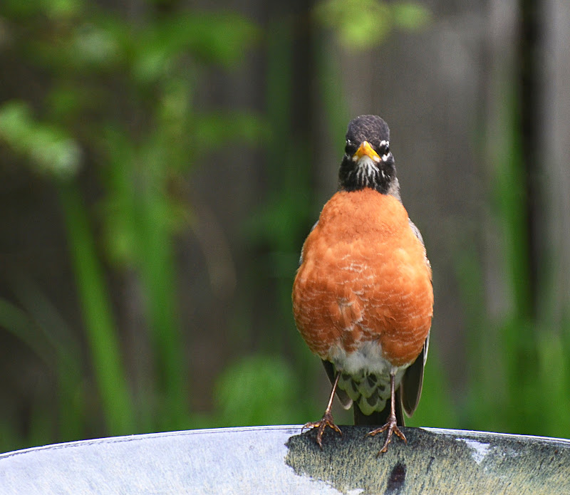 Oregon Backyard Birds, etc.: July 2012