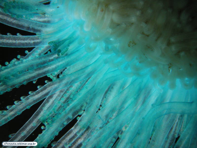 Real Monstrosities: Unidentified Floating Object