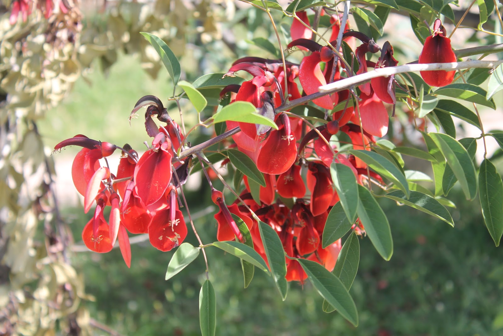 Fotos de mi barrio - Pictures of my neighborhood: Ceibo - Erythrina ...