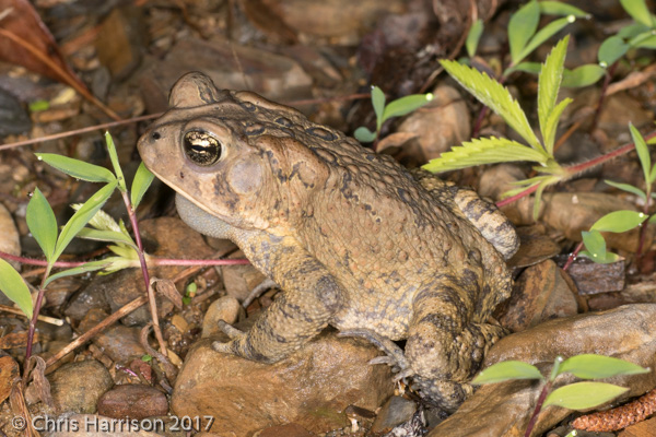 Frog Blog: Dwarf American ToadAnaxyrus americanus charlesmithi