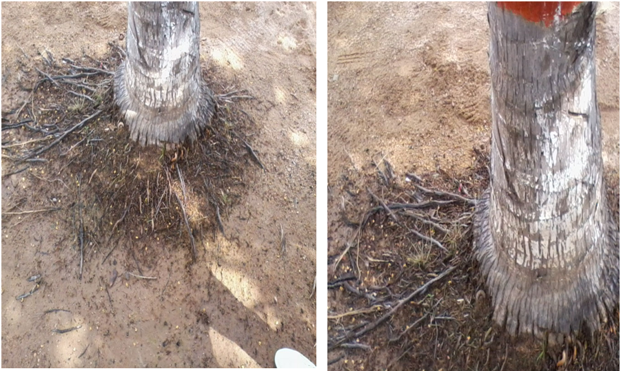 BIOLOGÍA GENERAL: RAICES