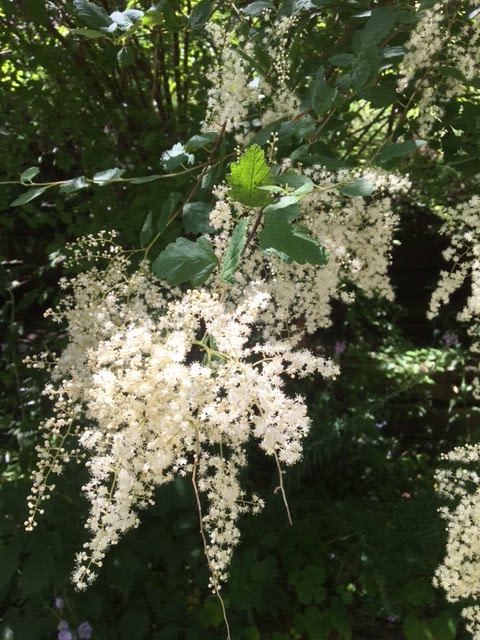 Shoreline Area News: Photo: Ocean Spray in a park