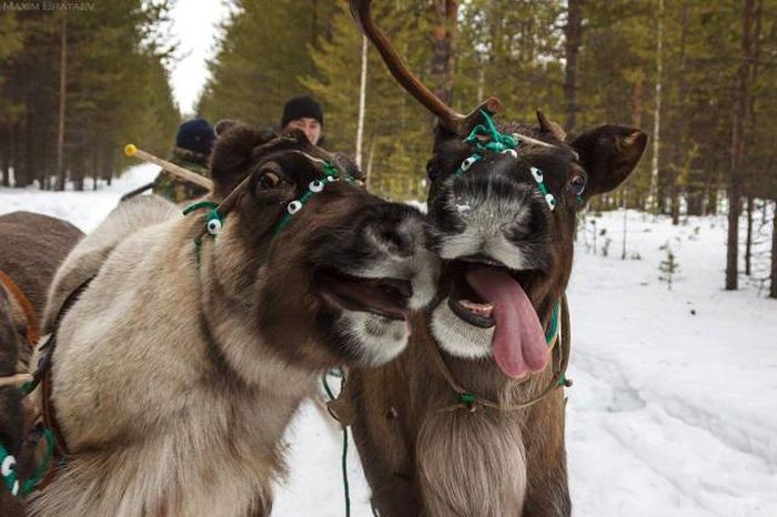 Funny animals of the week - 4 March 2016 (40 pics) | Amazing Creatures