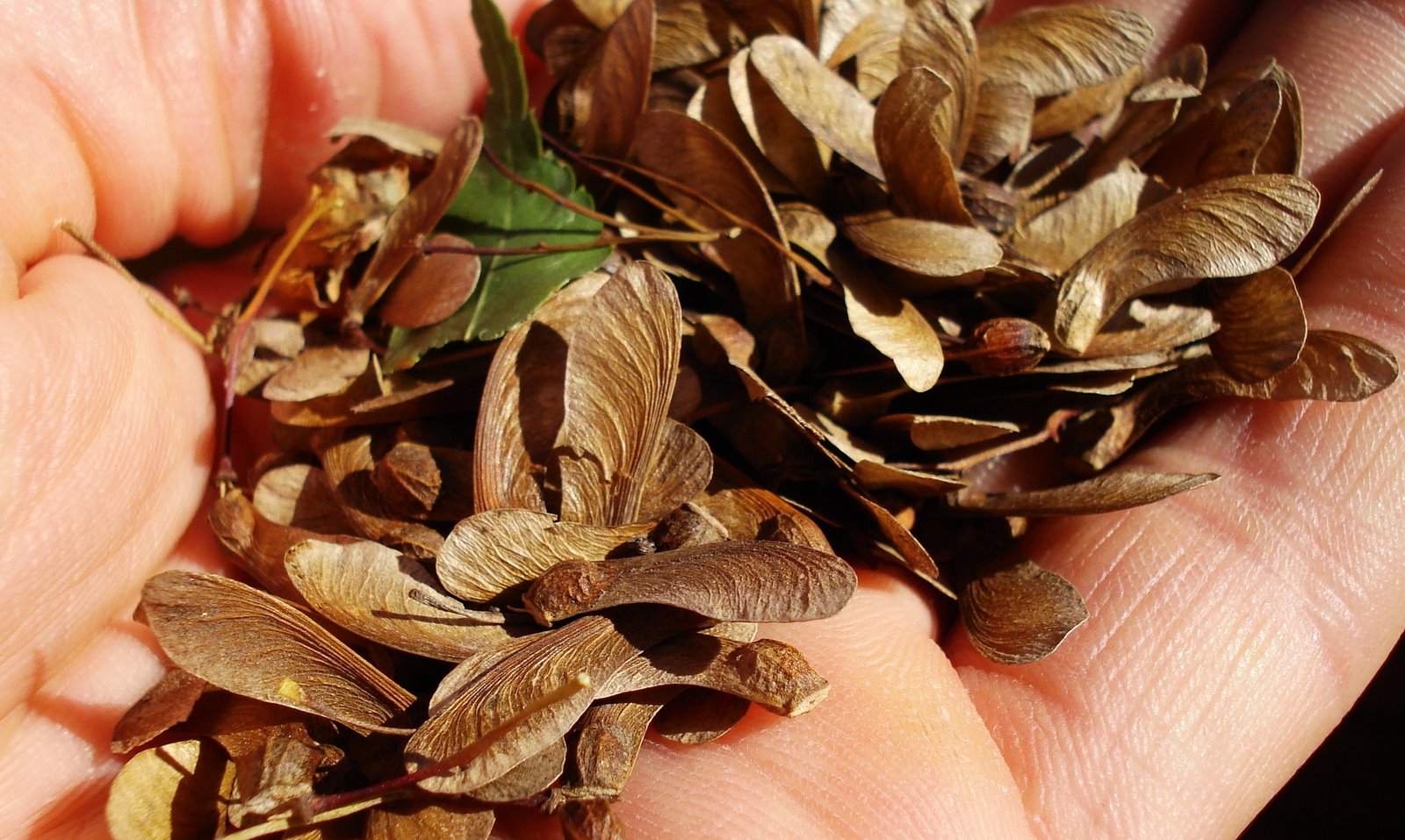 Arce Rojo: Consejos de Cultivo