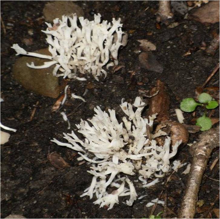 Fungi Collection: Specimen #2 Coral Fungus