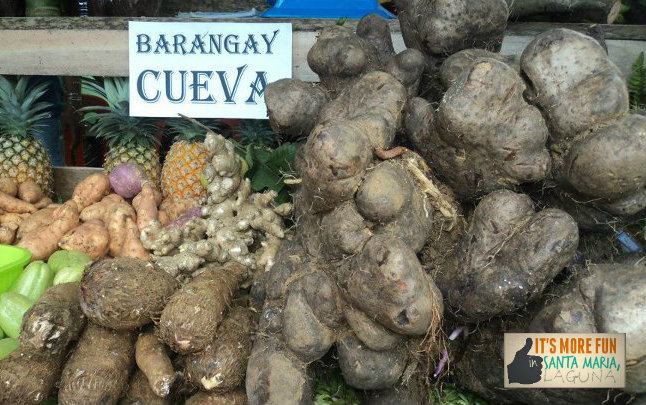 MARILAG FESTIVAL 2012