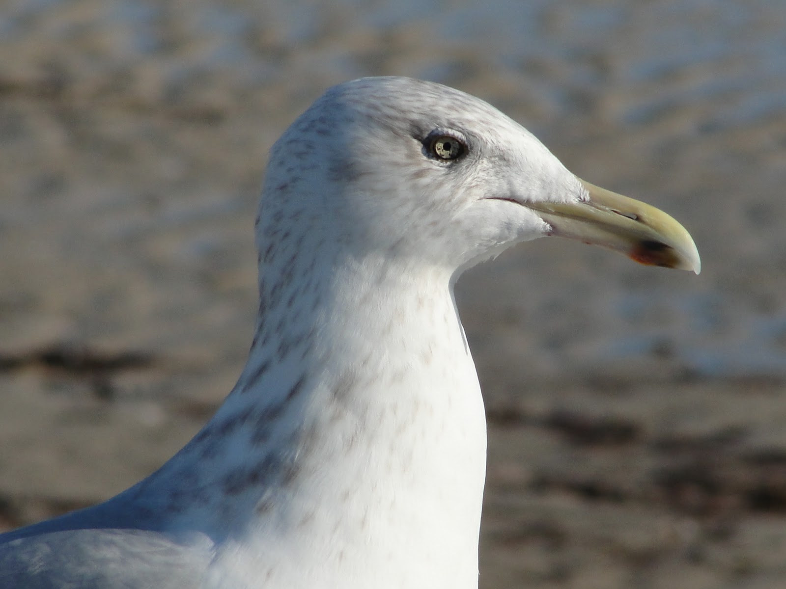 cape cod winter birds | Mary Richmond's Cape Cod Art and Nature