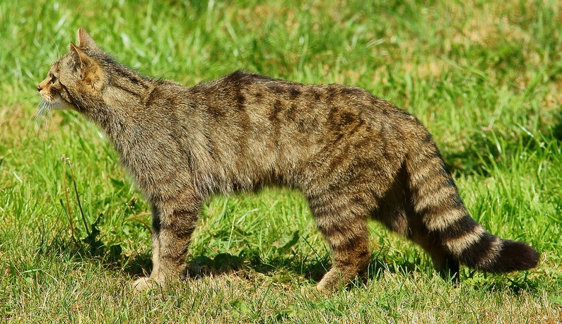 Abe's Animals: Mongolian wildcat