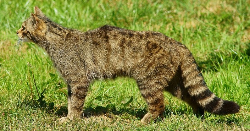Abe's Animals: Mongolian wildcat