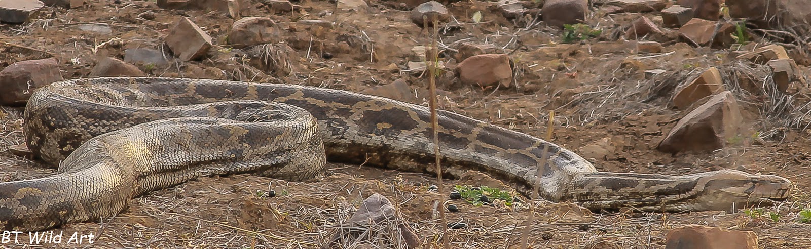 BT Wild ART - A unique Journey to the wilderness: Largest Snake ...