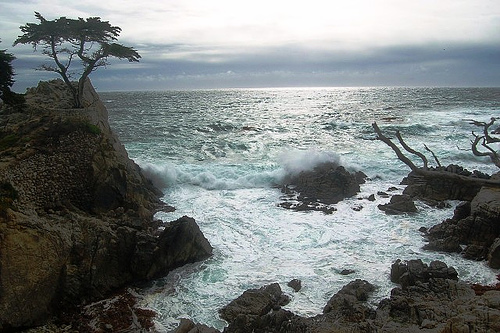 Travel Toursim: 10 Most Magnificent Trees in the World.
