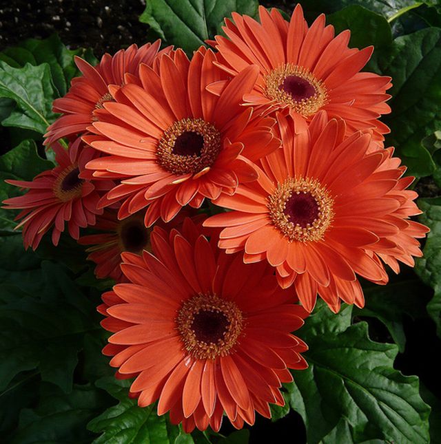 The beauty of flowers: Gerbera flower.