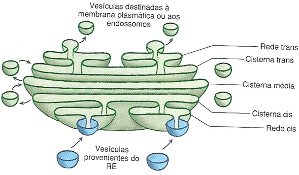 Biologia celular: construindo conhecimentos: Sistema de Endomembranas