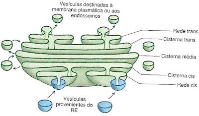 Biologia celular: construindo conhecimentos: Sistema de Endomembranas