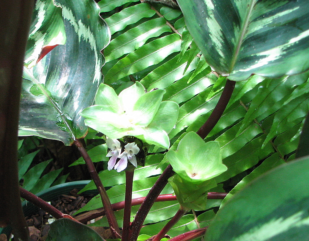 Bush Bernie's Blog: Flaunt Your Flowers on Friday - end-of-summer and ...