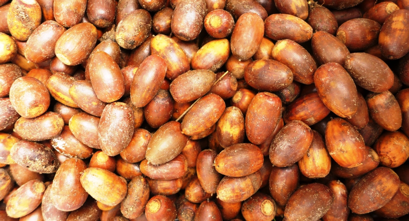 bologta: a bolota que tem um blog: Já temos muitas bolotas para ...