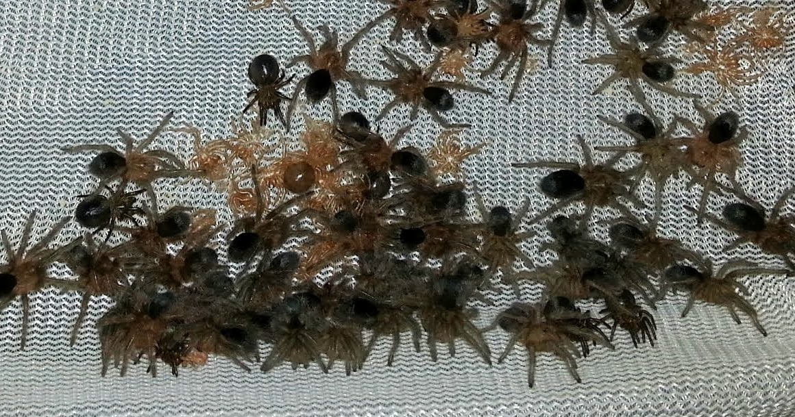 Brazilian Black Tarantula: 2i Spiderlings
