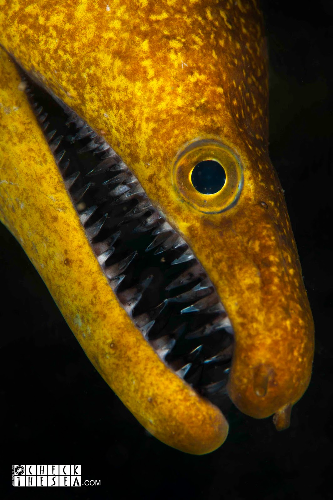 Check the Sea. Web de buceo y fotografía submarina de las Islas ...