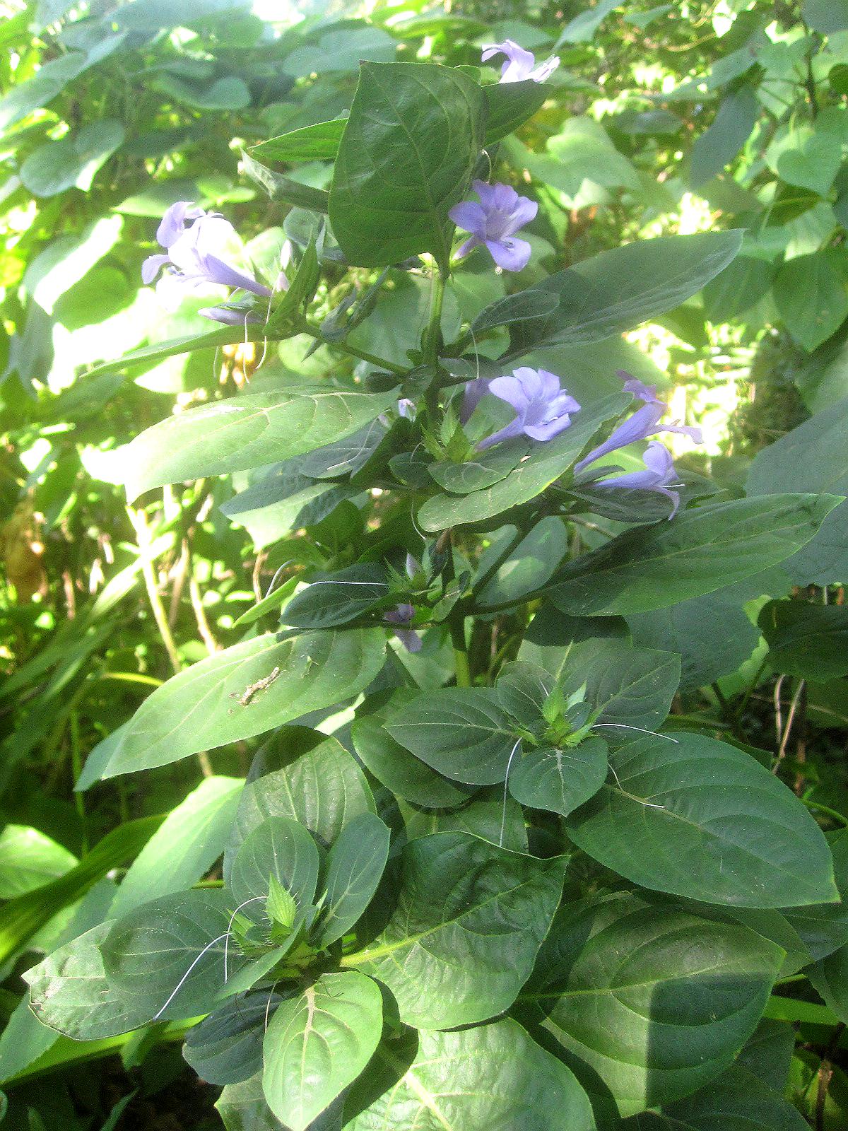 Garden Wink: PHILIPPINE VIOLET IS AFLUSH WITH FLOWERS