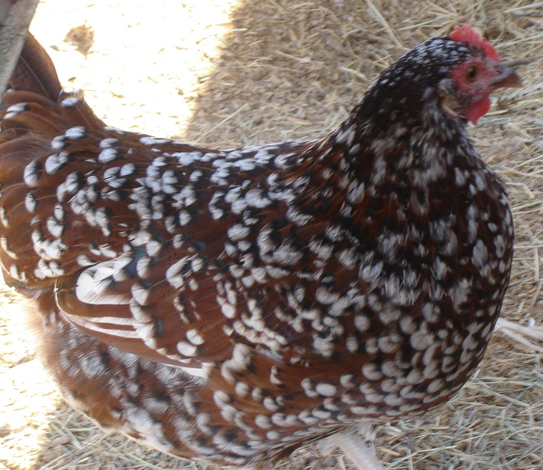 Aloha Chickens: Cheeto's New Pen