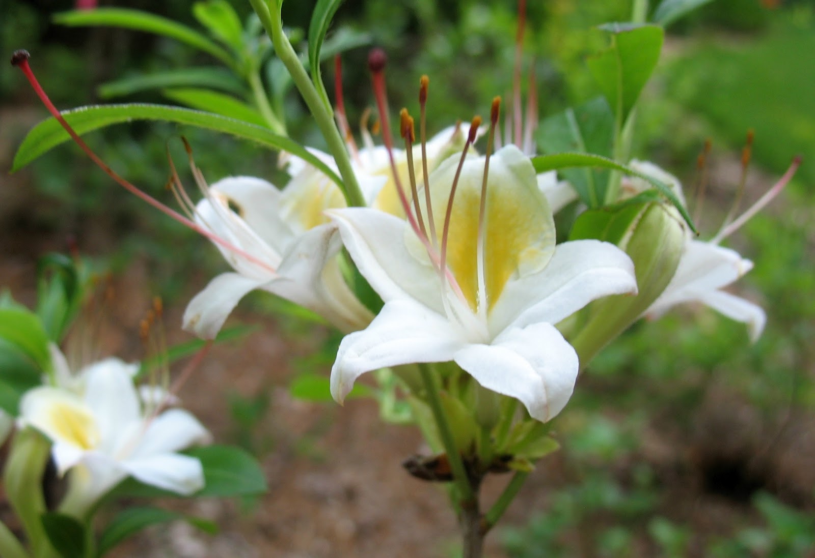 Using Georgia Native Plants: A Parade of Native Azaleas