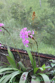 FLOWERS IN THE PHILIPPINES: Purple "Lubi Lubi" Flower