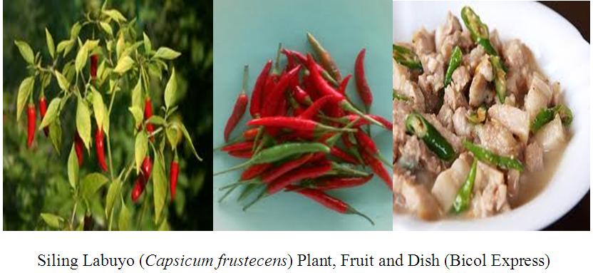 Pharmacy and Health: Is It True That Chili Pepper Got A High ...