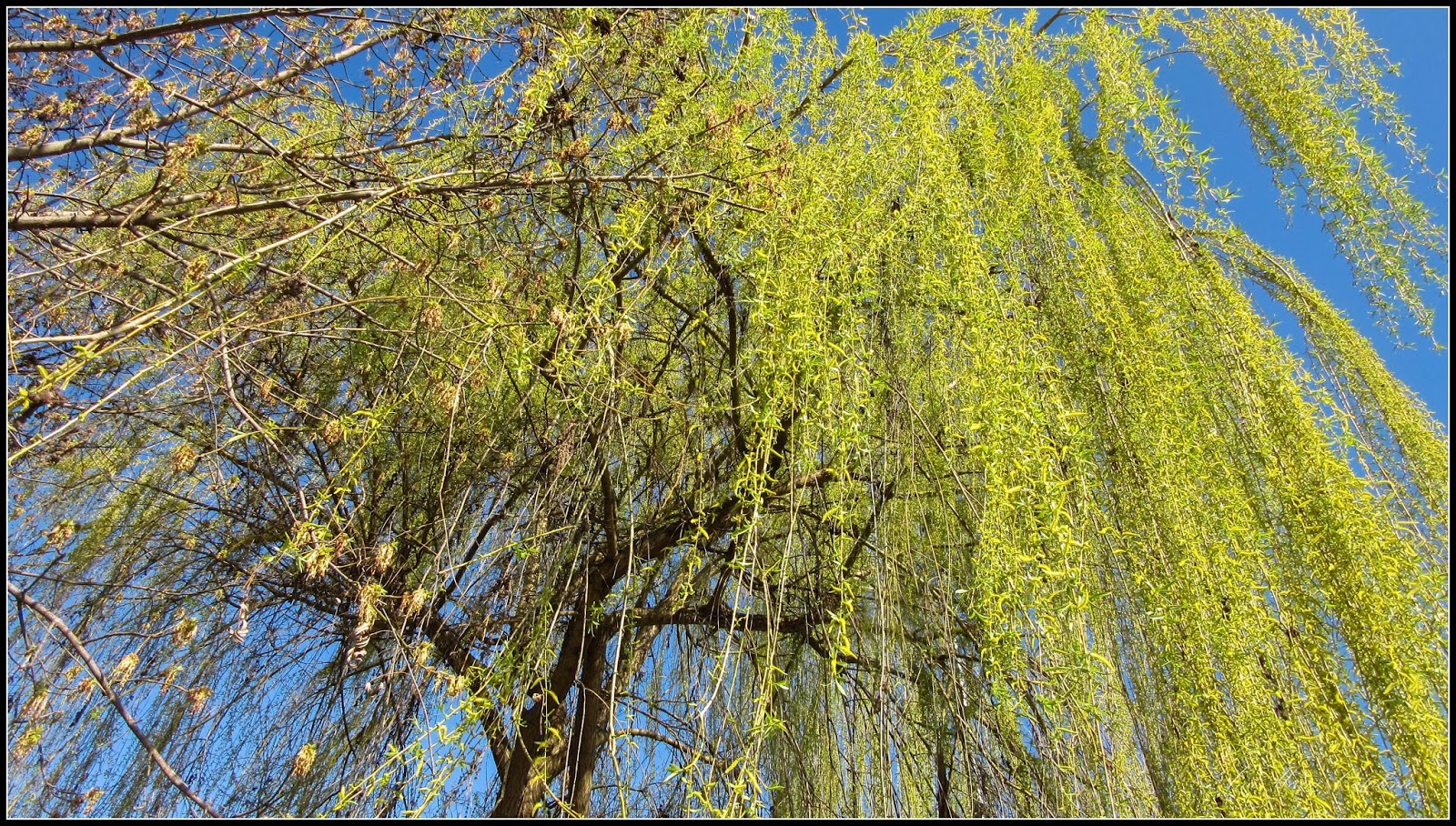 Lumea văzută din Turda: Salcie, răchită (Salix) , Sălcioară, (Elaeagnus ...