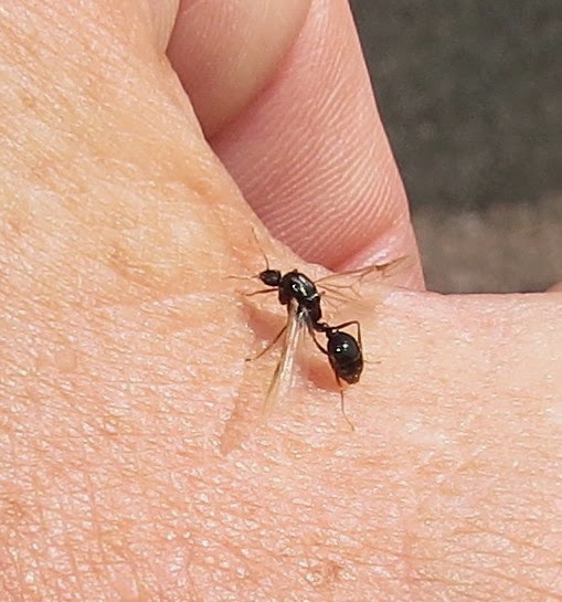 Bug Eric: Flying Ants