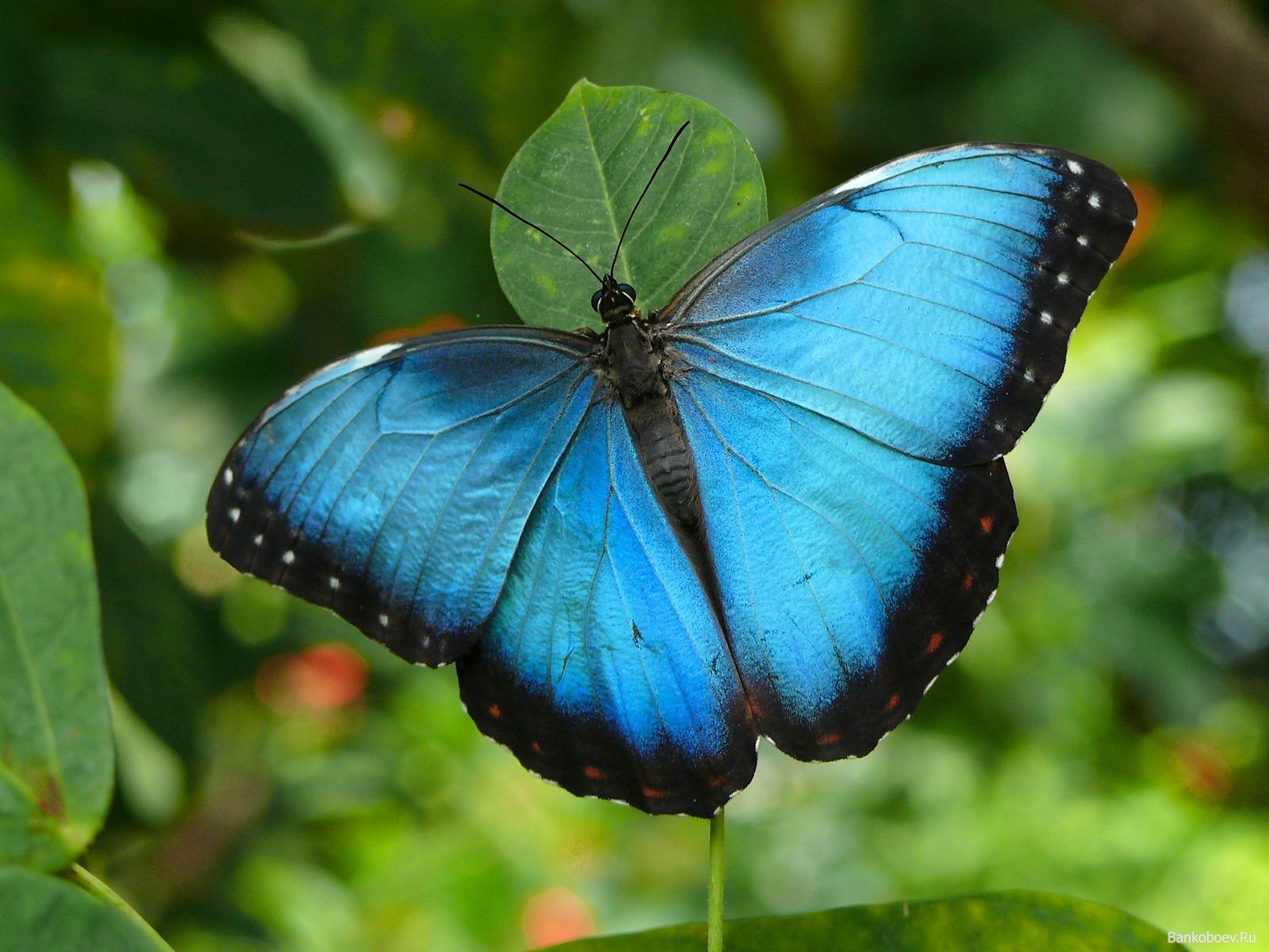 Blue Light Butterfly - Computer Screen Saver. PC Desktop Wallpaper.
