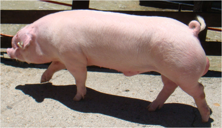 Medicina Veterinaria y Zootecnia : Razas Porcinas