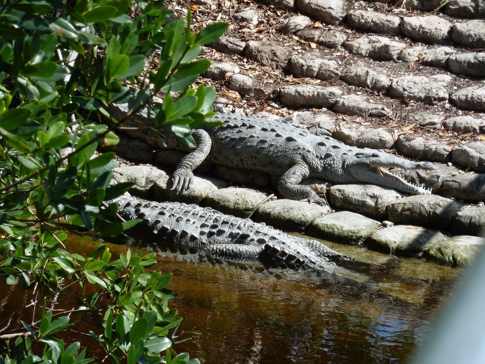 Flamingo area of Everglades Nat'l Park