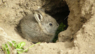 Columbia Basin Pygmy Rabbit