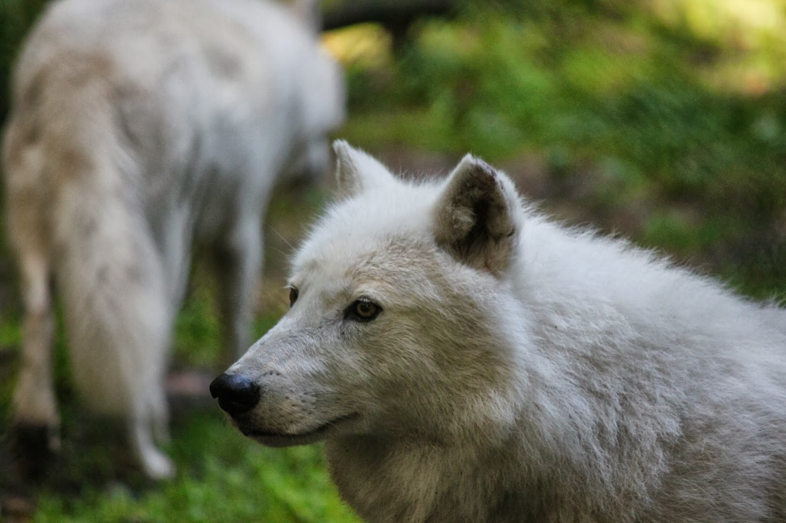 FELIPECHE VIDEO: Le loup arctique, une pure merveille animalière