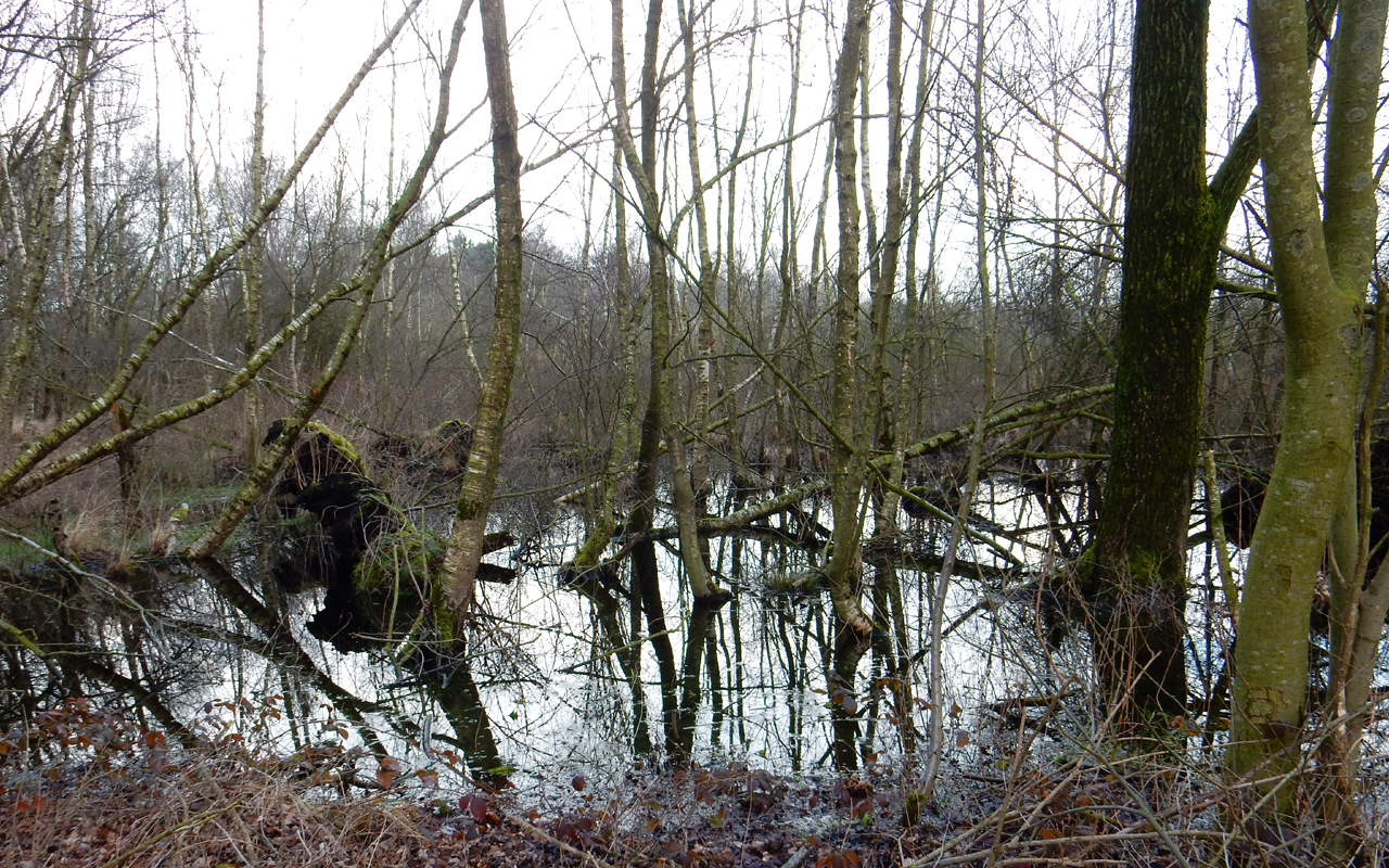 Jozef van der Heijden - Natuurfotografie: Grenzeloos moerasgebied