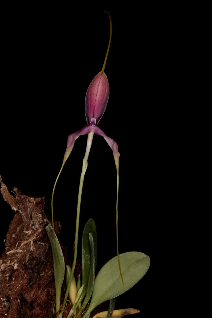Masdevallia setacea care and culture | Travaldo's blog