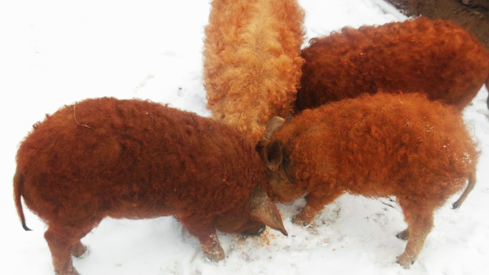 Purcei rasa Mangalita: Vand porci,purcei rasa Mangalita crescuti ecologic