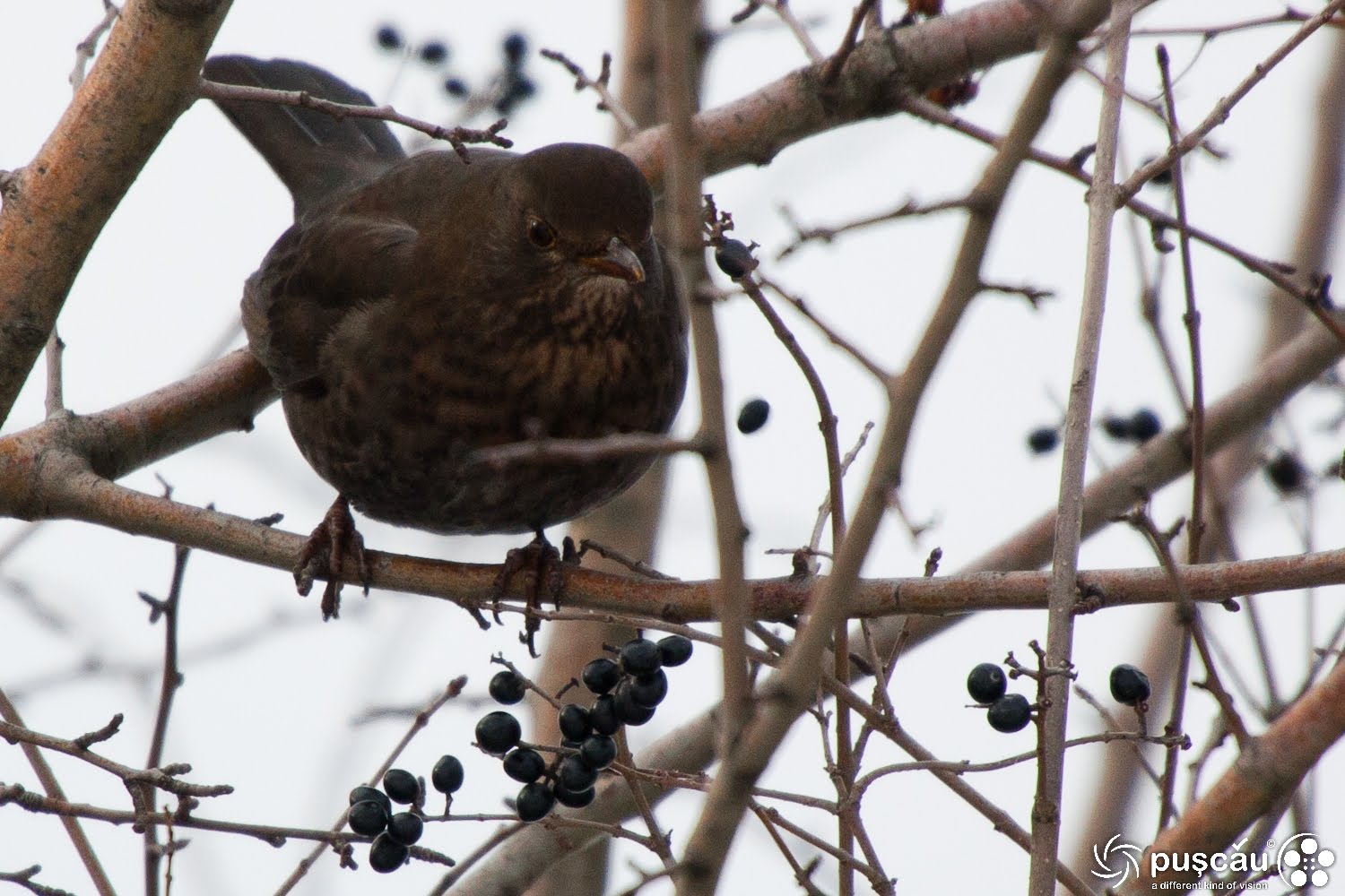 wildlife caras-severin: Mierla (Turdus merula )